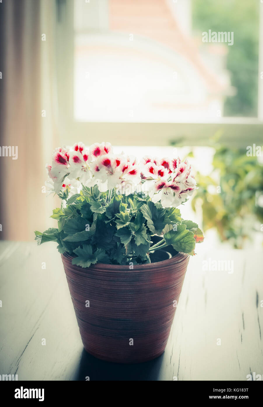 Lovely flowers pot on table at window and living room background, cozy ...