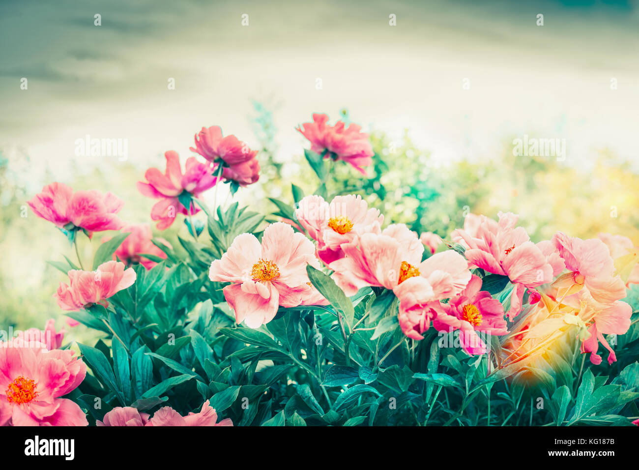 Pink peonies flowers in garden or park, outdoor nature background Stock ...