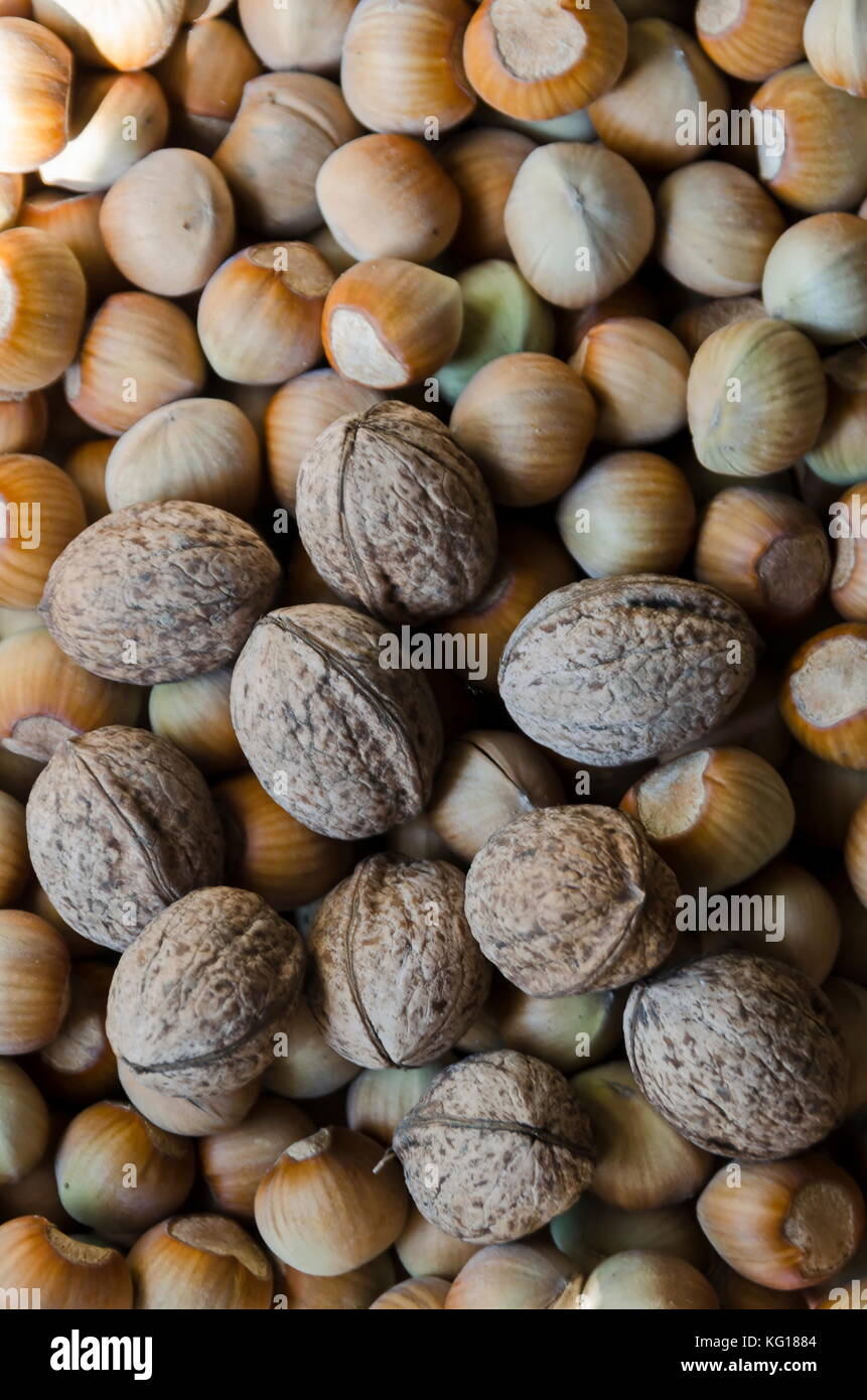 Mixed stack of ripe hazelnut and walnut fruits from field ready to eat ...