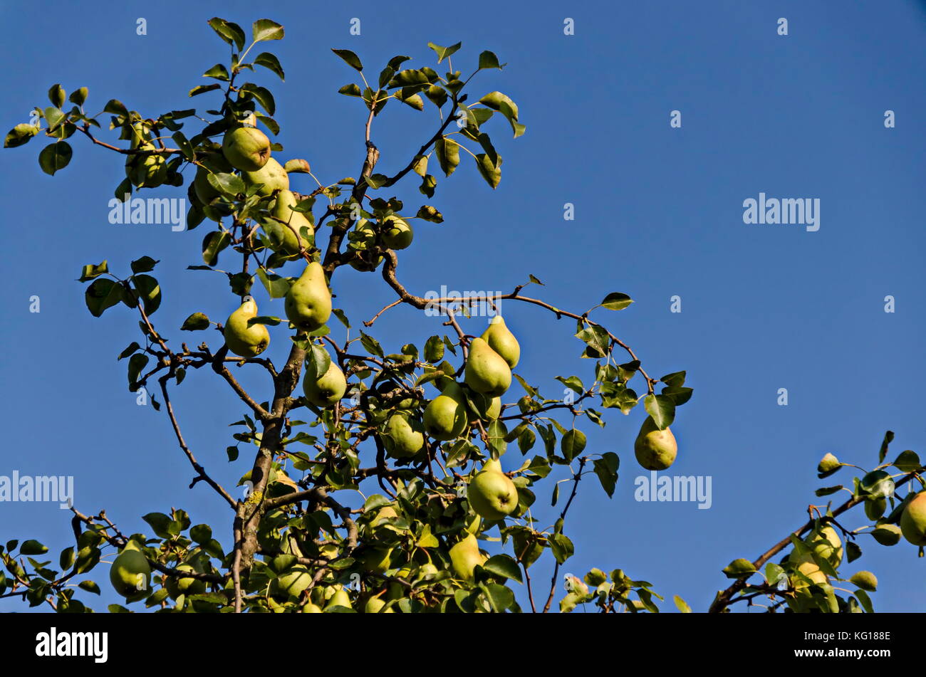 Twig pear tree in garden with fruits ready to eat, Ludogorie area ...