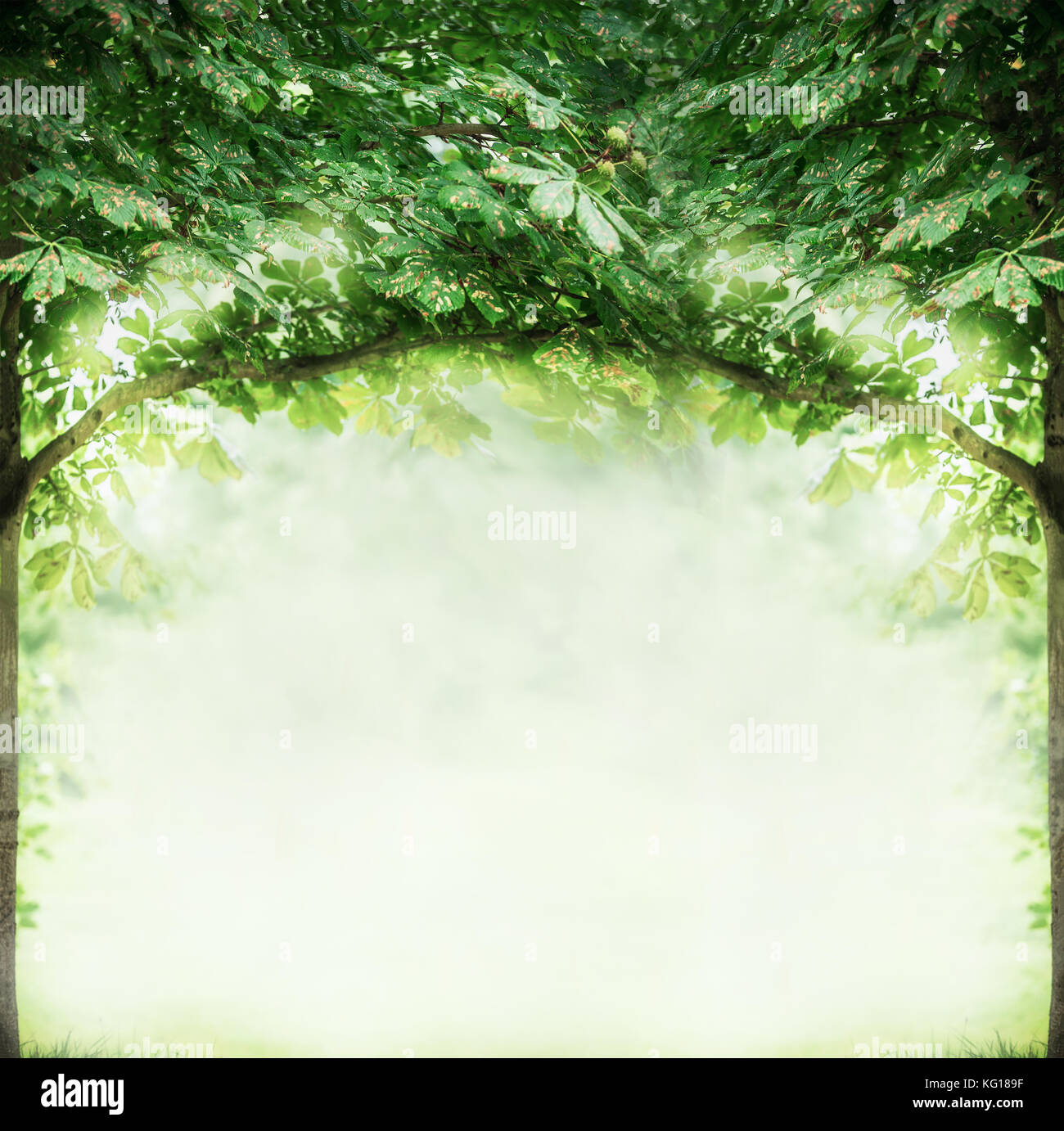 Green Tree twigs arch, summer nature background, frame Stock Photo - Alamy
