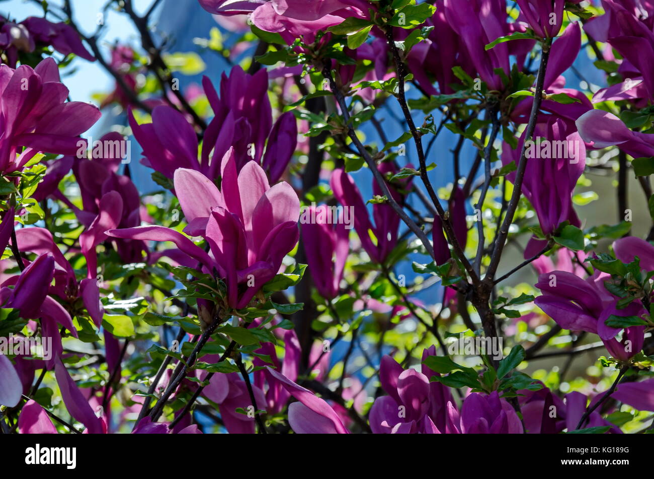 Twig with purple bloom and leaves of magnolia tree at springtime in ...