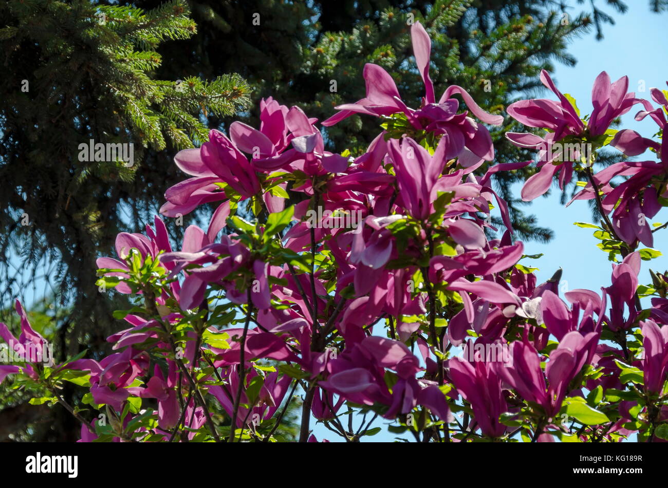 Twig with purple bloom and leaves of magnolia tree at springtime in ...