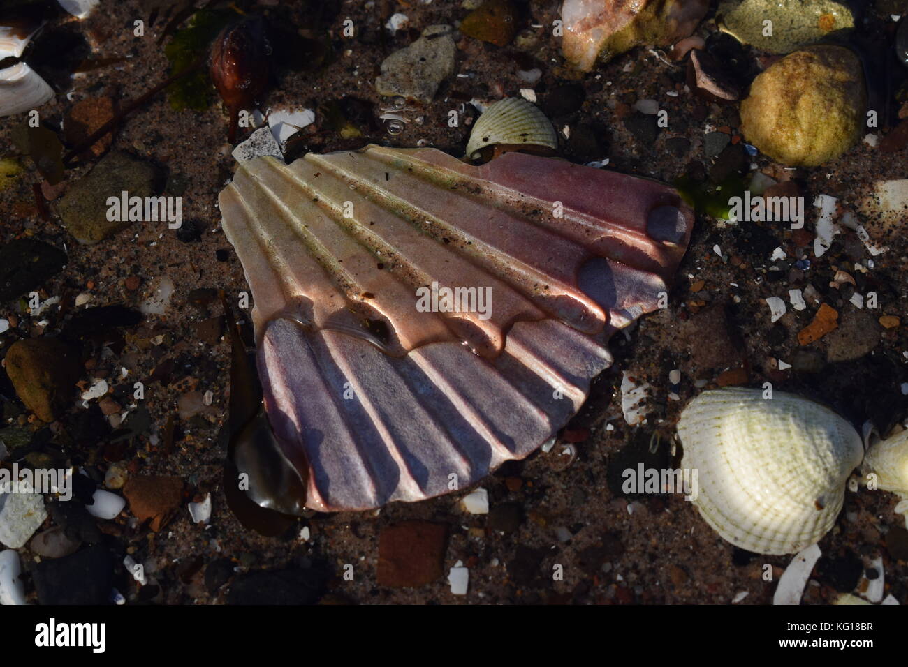 Violet Sea shell Stock Photo - Alamy