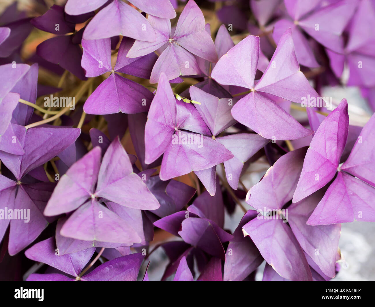 Oxalidaceae hi-res stock photography and images - Alamy