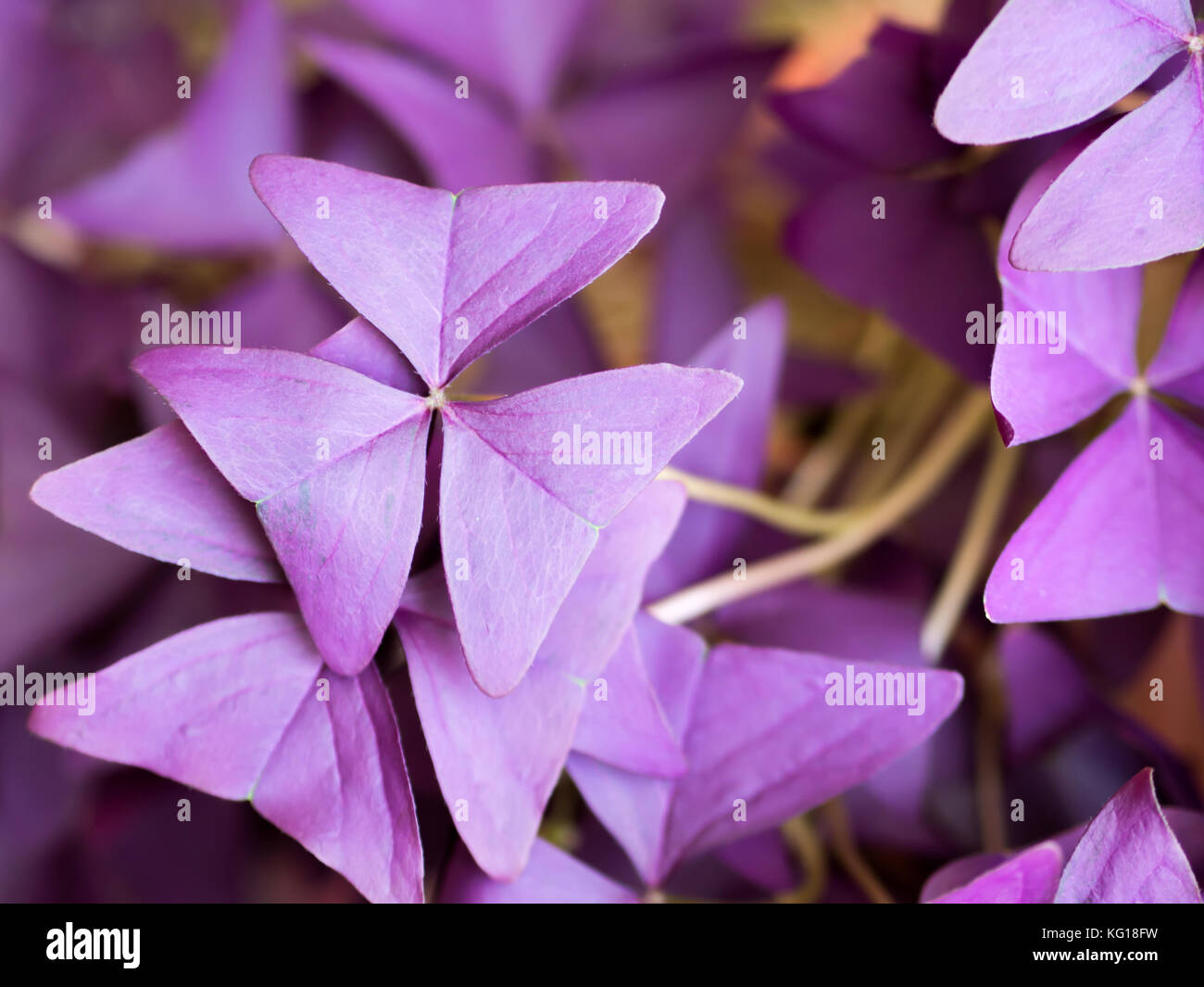 Oxalidaceae hi-res stock photography and images - Alamy