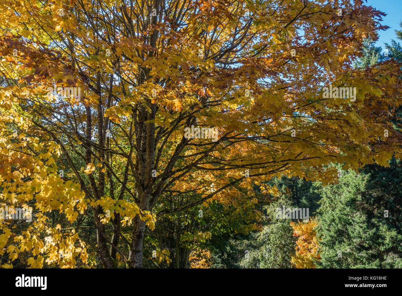 Brilliant Autumn leaves are on display in the Pacific Northwest Stock ...