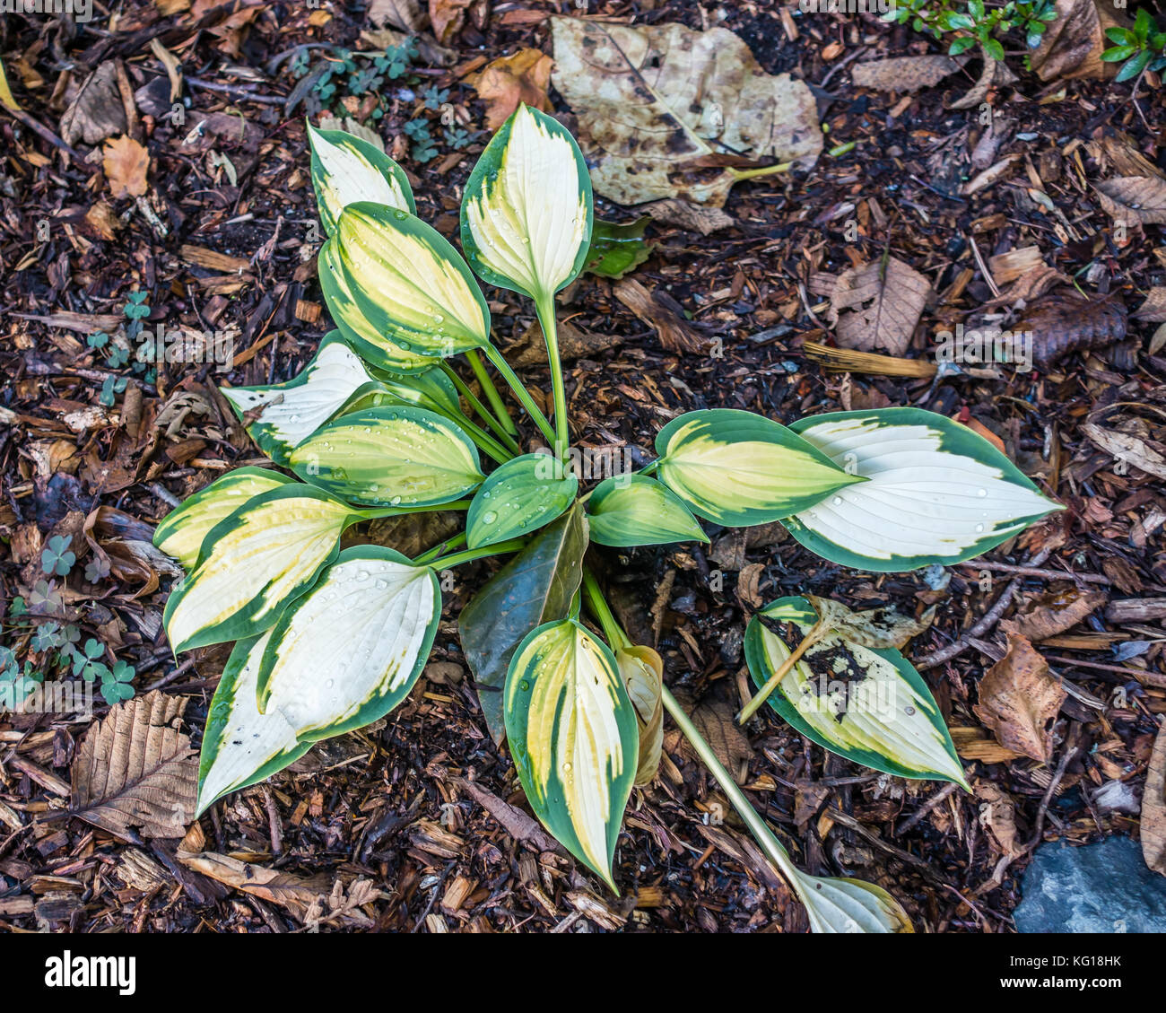 A closeup shot of a Hosta plant with drops of water Stock Photo - Alamy