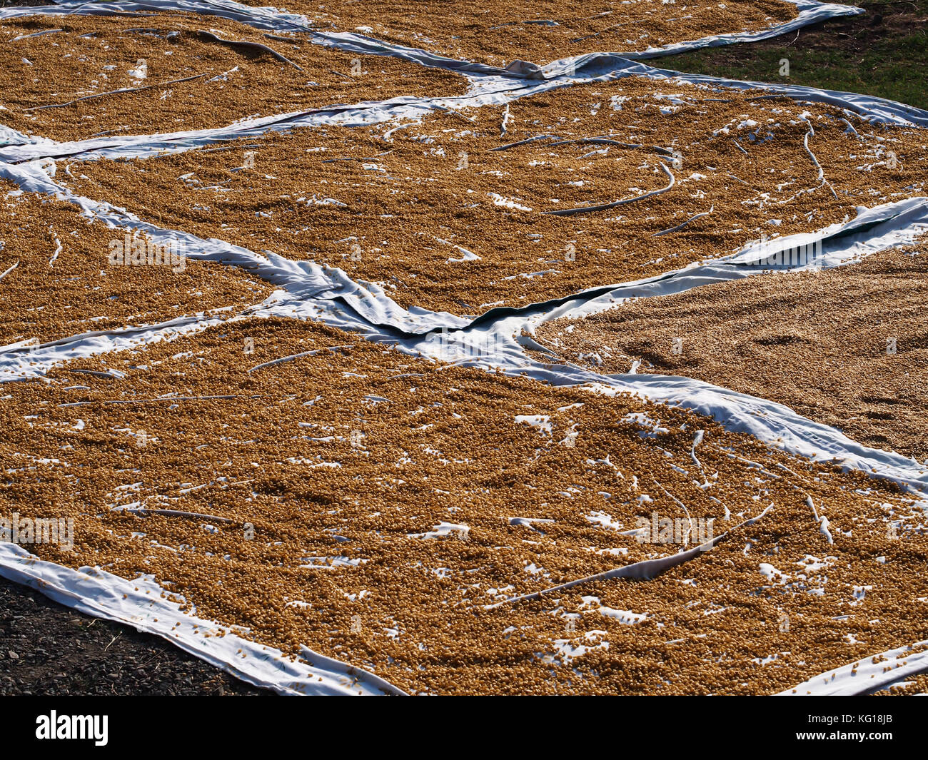 Hulled wheat hi-res stock photography and images - Alamy