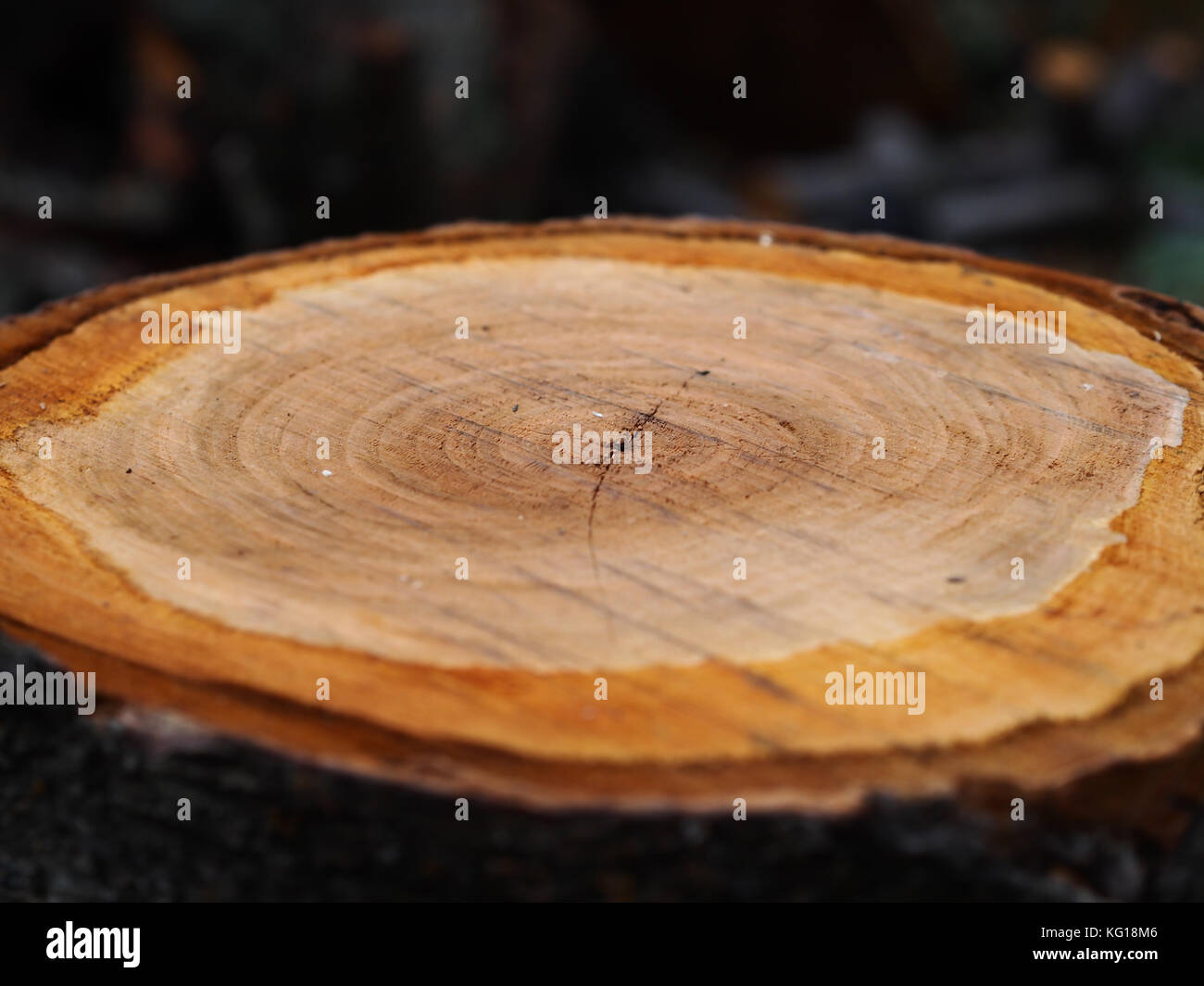 Log close up shot background High Resolution Stock Photography and ...