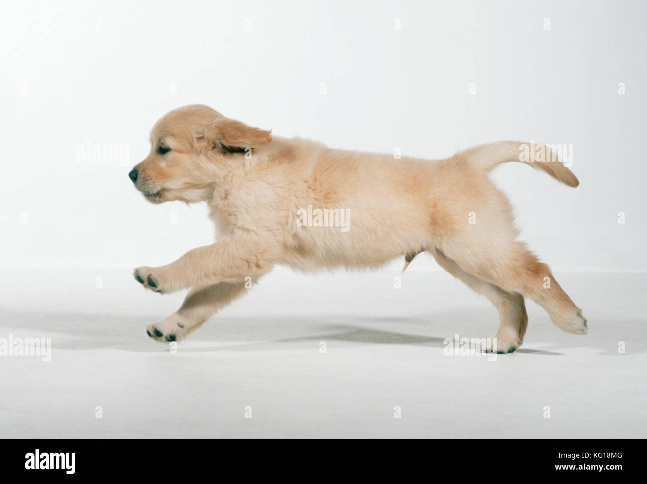 DOG - Golden RETRIEVER puppy, running. 8 weeks old Stock Photo - Alamy