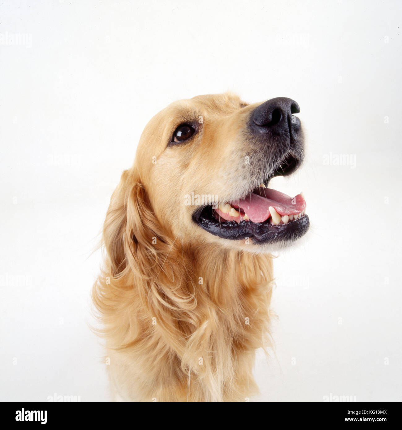 Golden retriever head studio hi-res stock photography and images - Alamy
