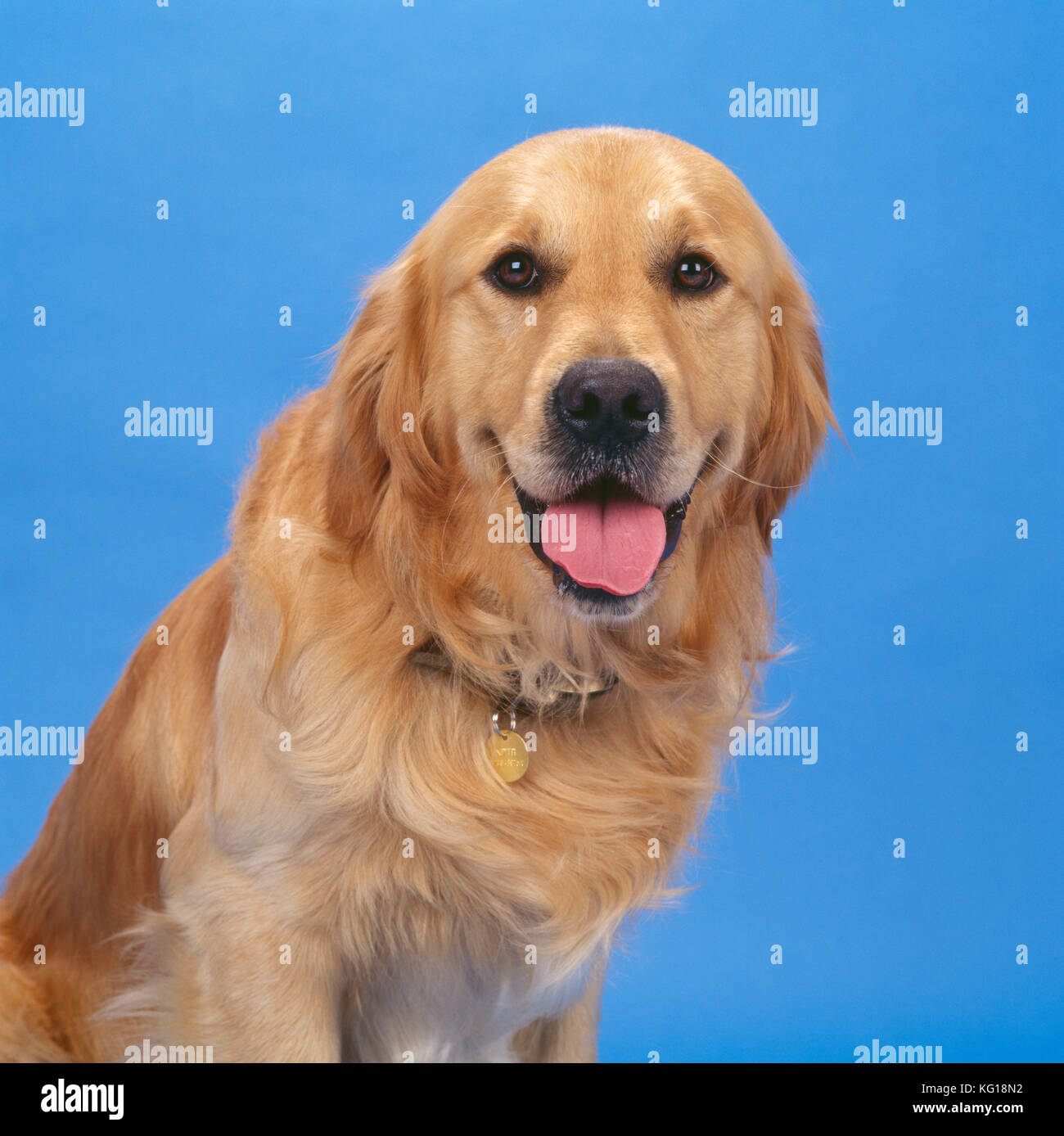 Golden retriever head studio hi-res stock photography and images - Alamy