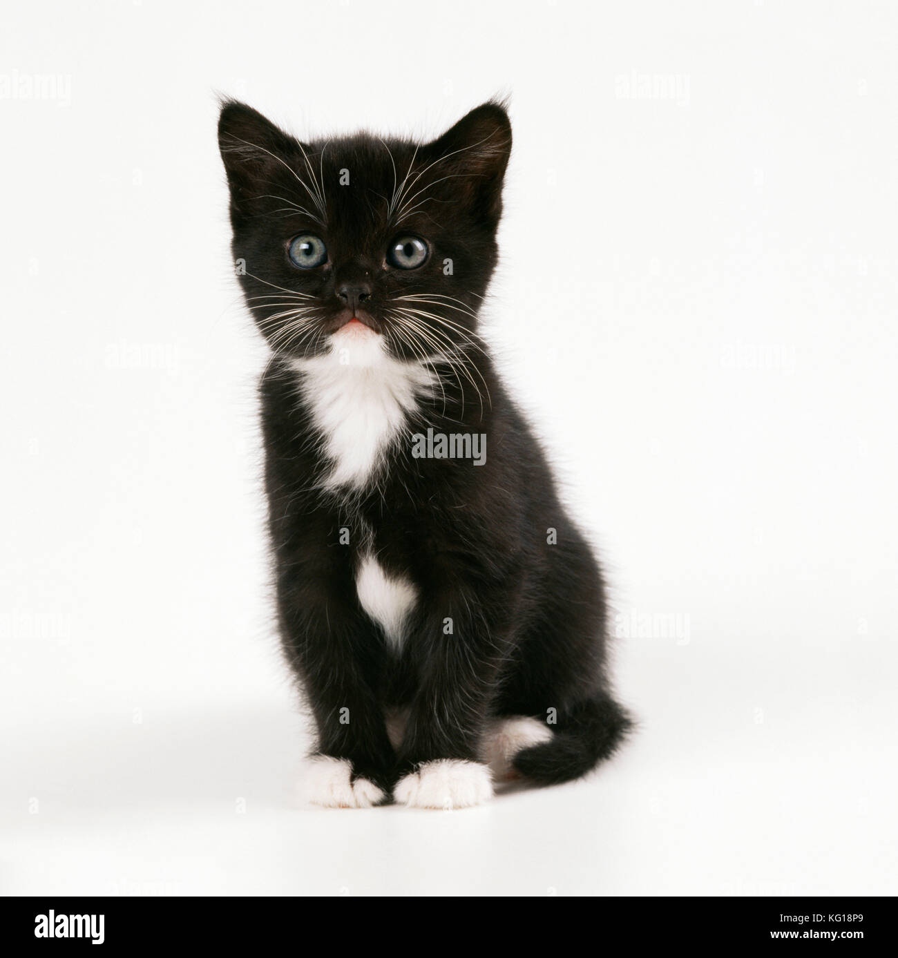 Cat - Kitten 45 days Stock Photo - Alamy