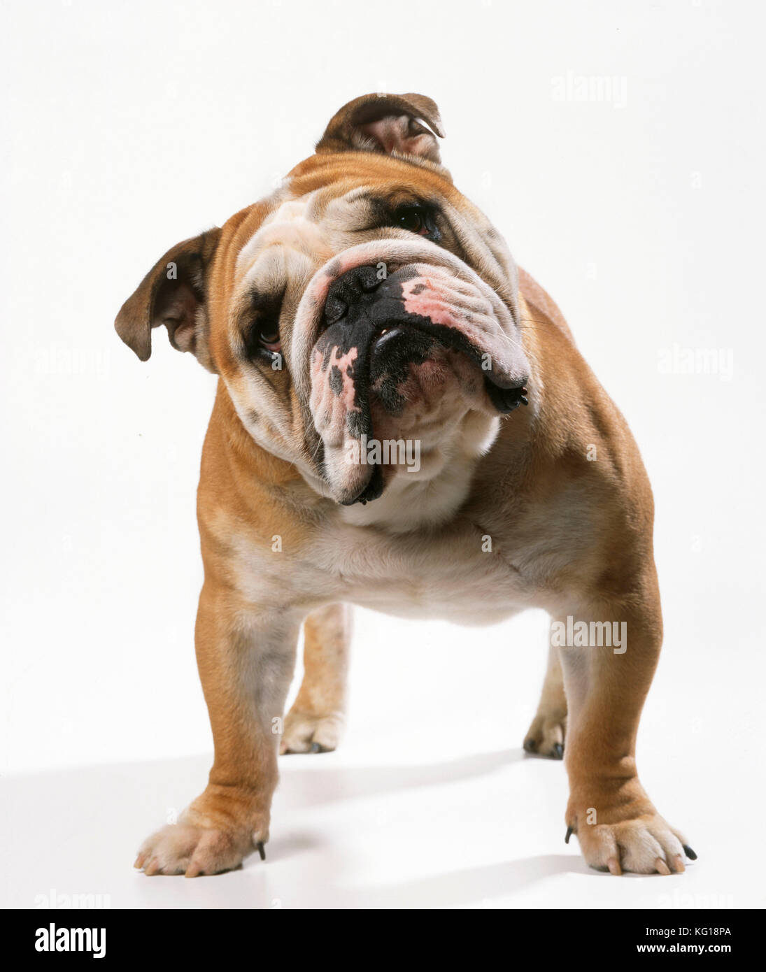 Power of dog hi-res stock photography and images - Alamy