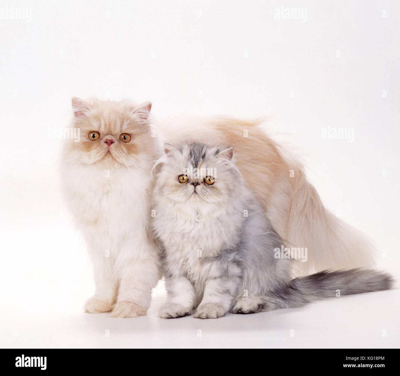 Persian Cat Baby Wallpaper