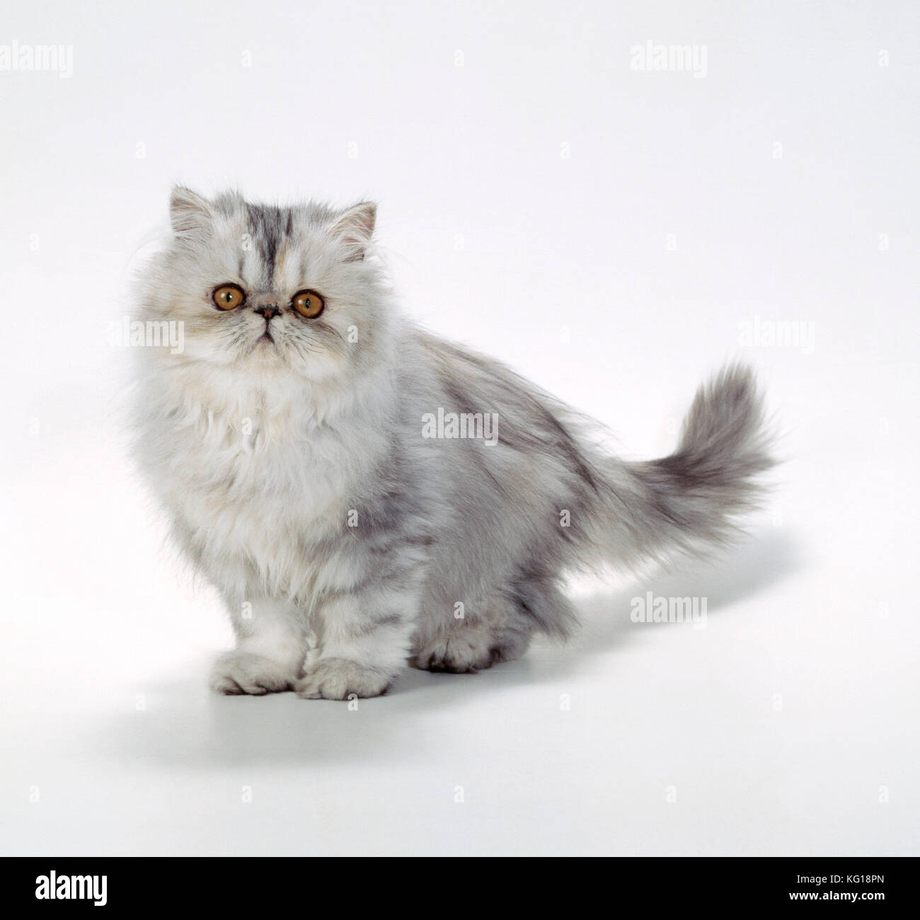 Tortoiseshell Persian Cats High Resolution Stock Photography and Images ...