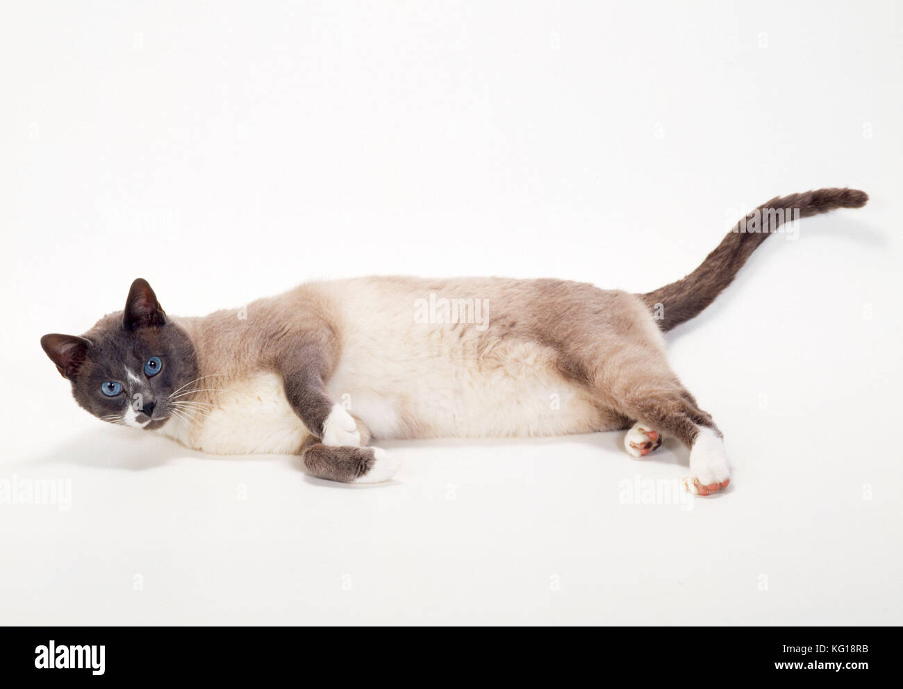 Snowshoe - blue & White Point Cat Stock Photo - Alamy