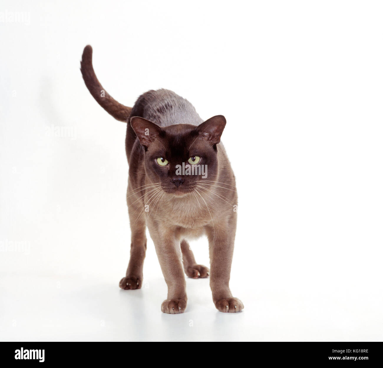 Cat tail raised hi-res stock photography and images - Alamy