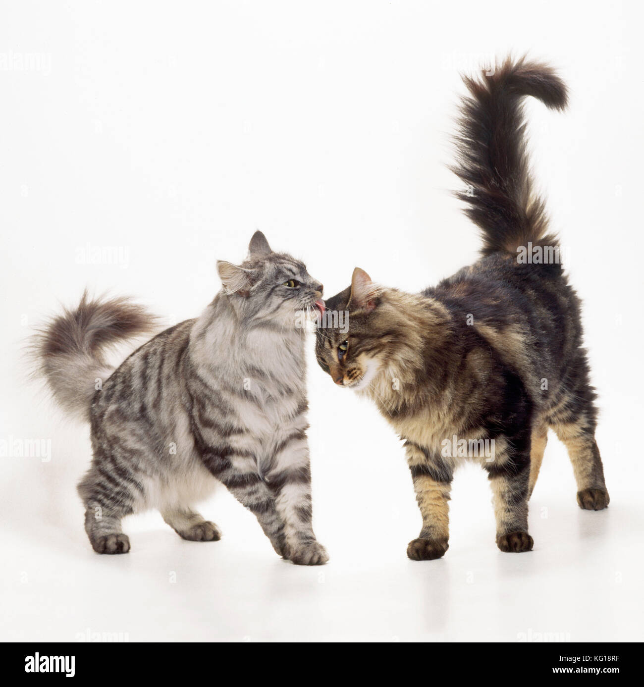 CAT - Norwegian Forest - Silver & Brown Tabby Stock Photo - Alamy