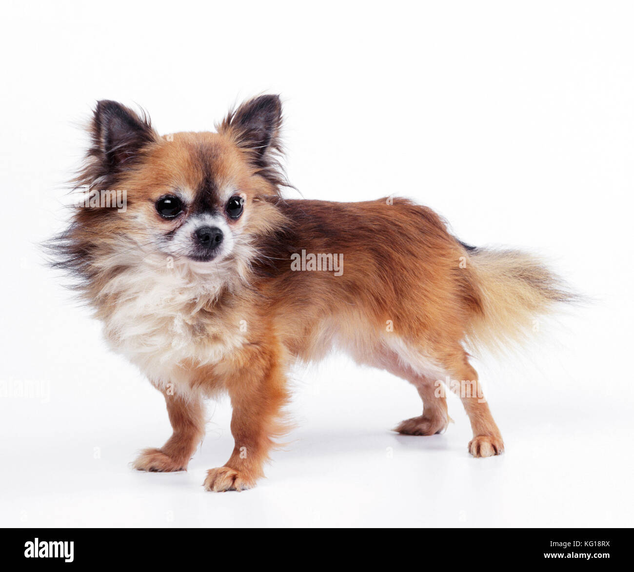 CHIHUAHUA DOG - STANDING Stock Photo - Alamy