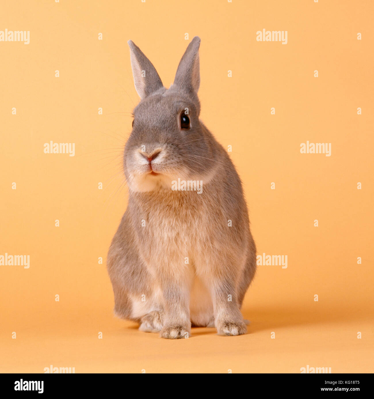 RABBIT - sitting Stock Photo - Alamy