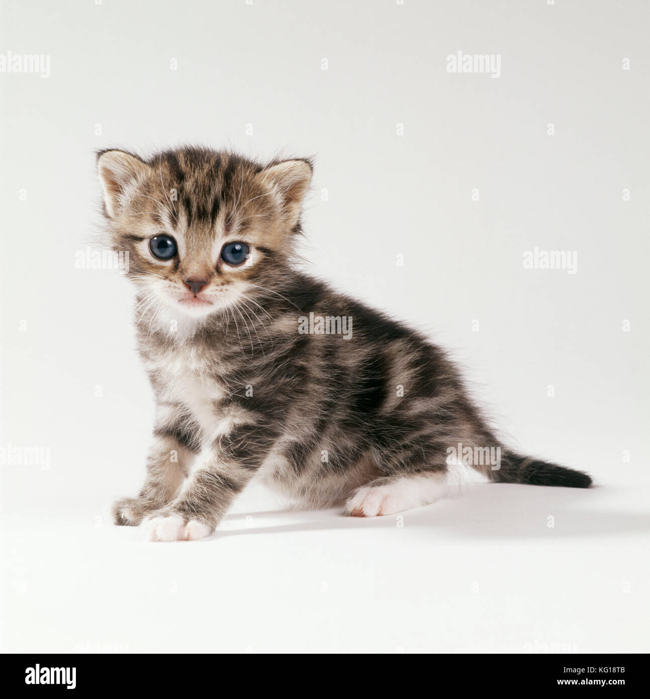 Cat - Kitten. 20 days old, side view Stock Photo - Alamy