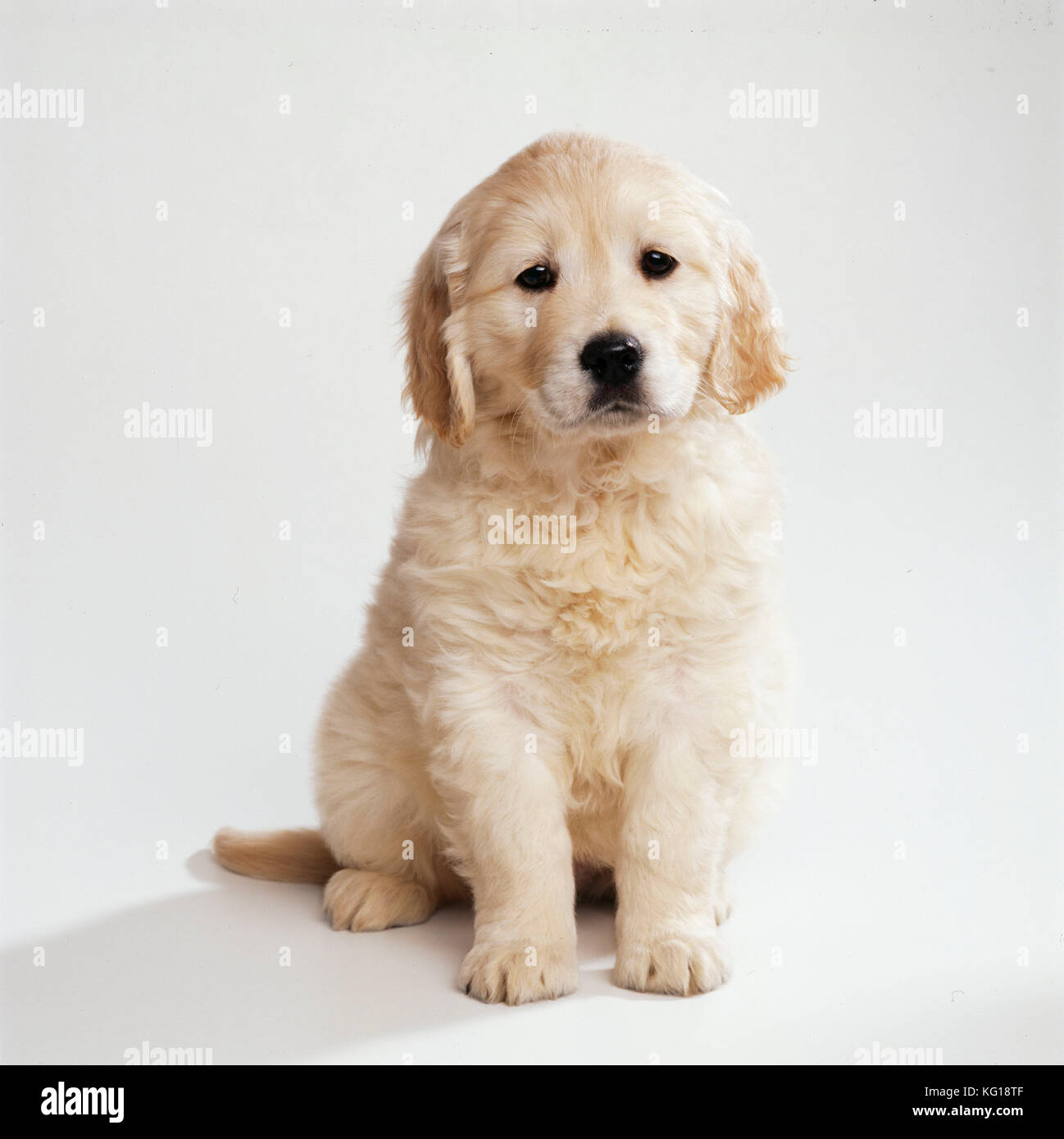 DOG - Golden Retriever Puppy, sitting. 8 weeks old Stock Photo - Alamy