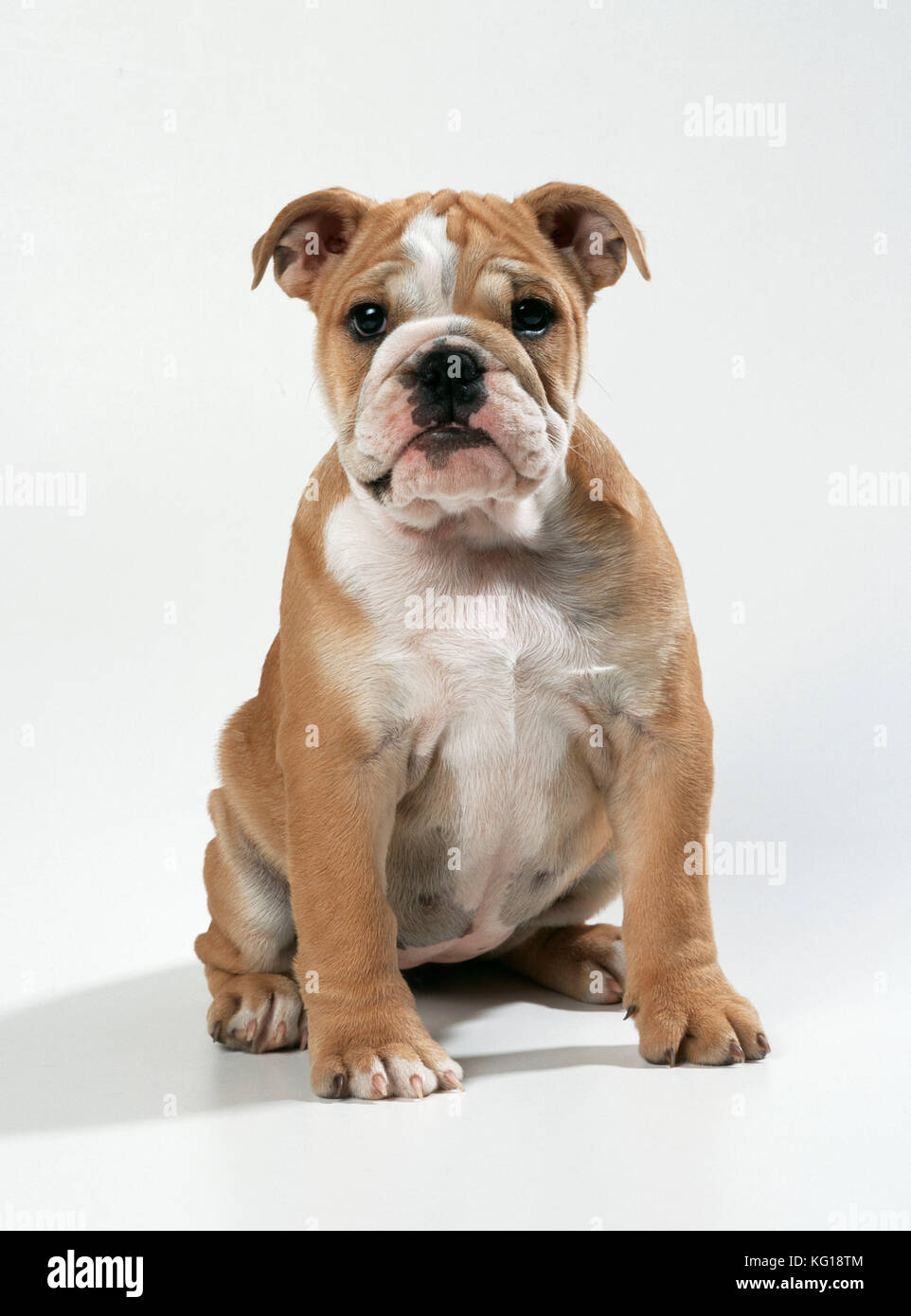 Puppy plain background hi-res stock photography and images - Alamy
