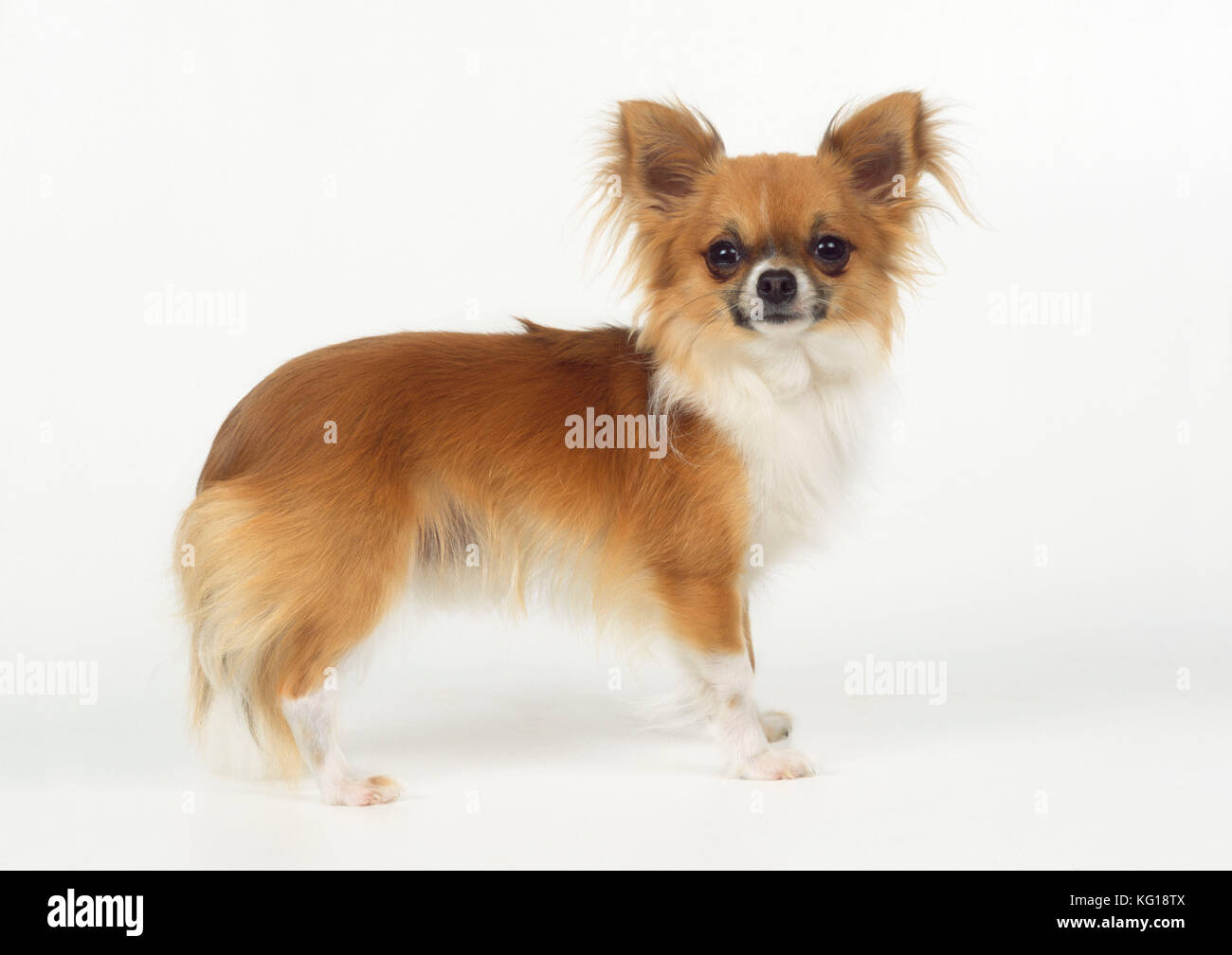 DOG - Chihuahua Stock Photo - Alamy