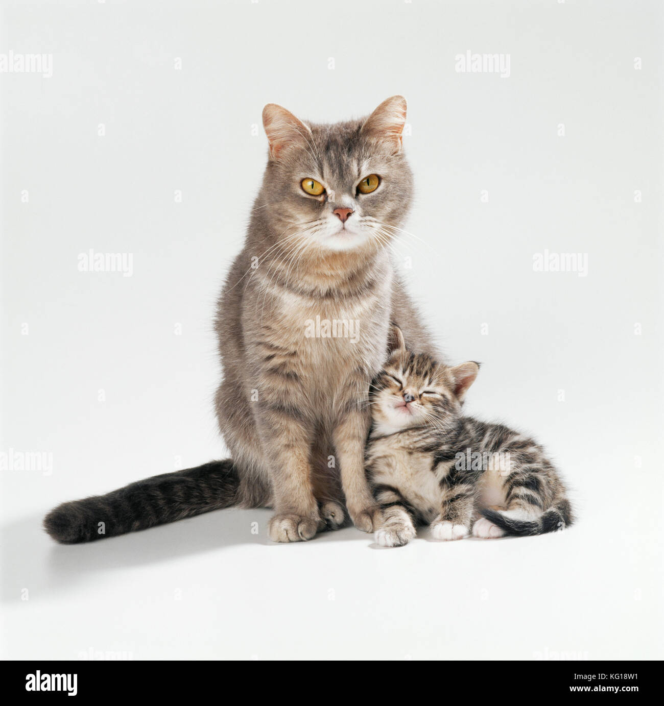 CAT - mother and 35 day old kitten Stock Photo - Alamy
