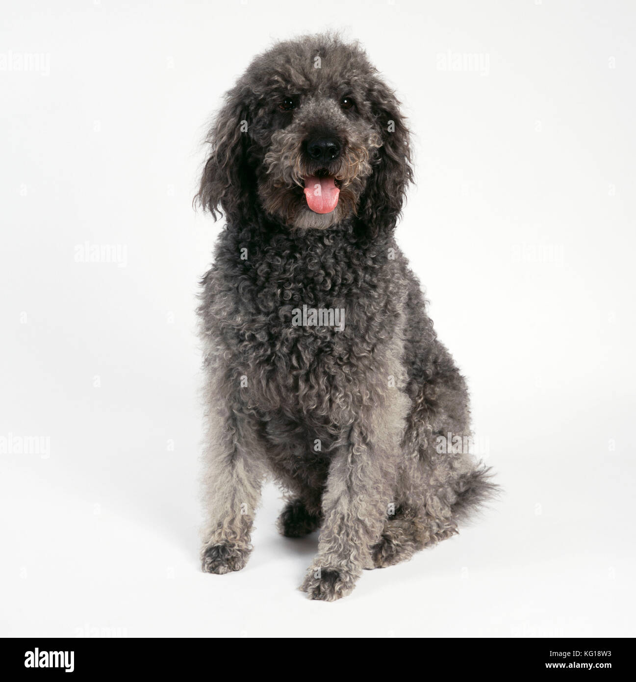 DOG - Labradoodle, sitting. A Labrador and Poodle cross Stock Photo - Alamy