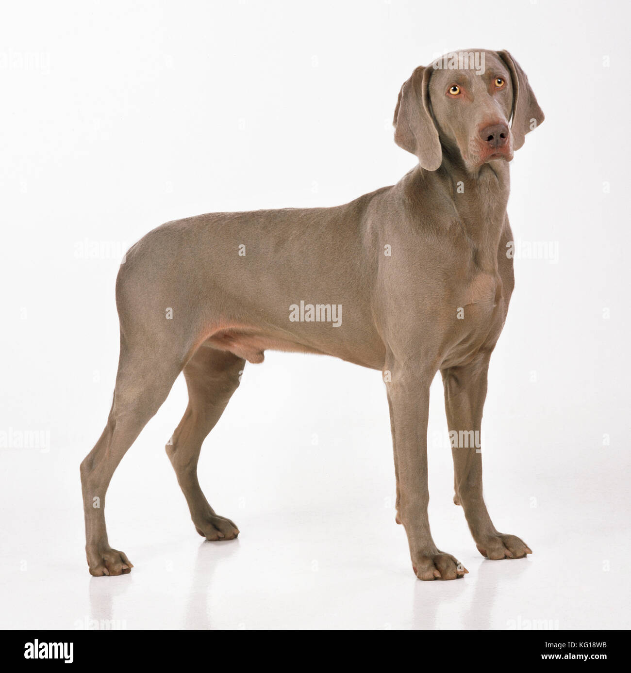 DOG - Weimaraner, standing, studio shot Stock Photo - Alamy