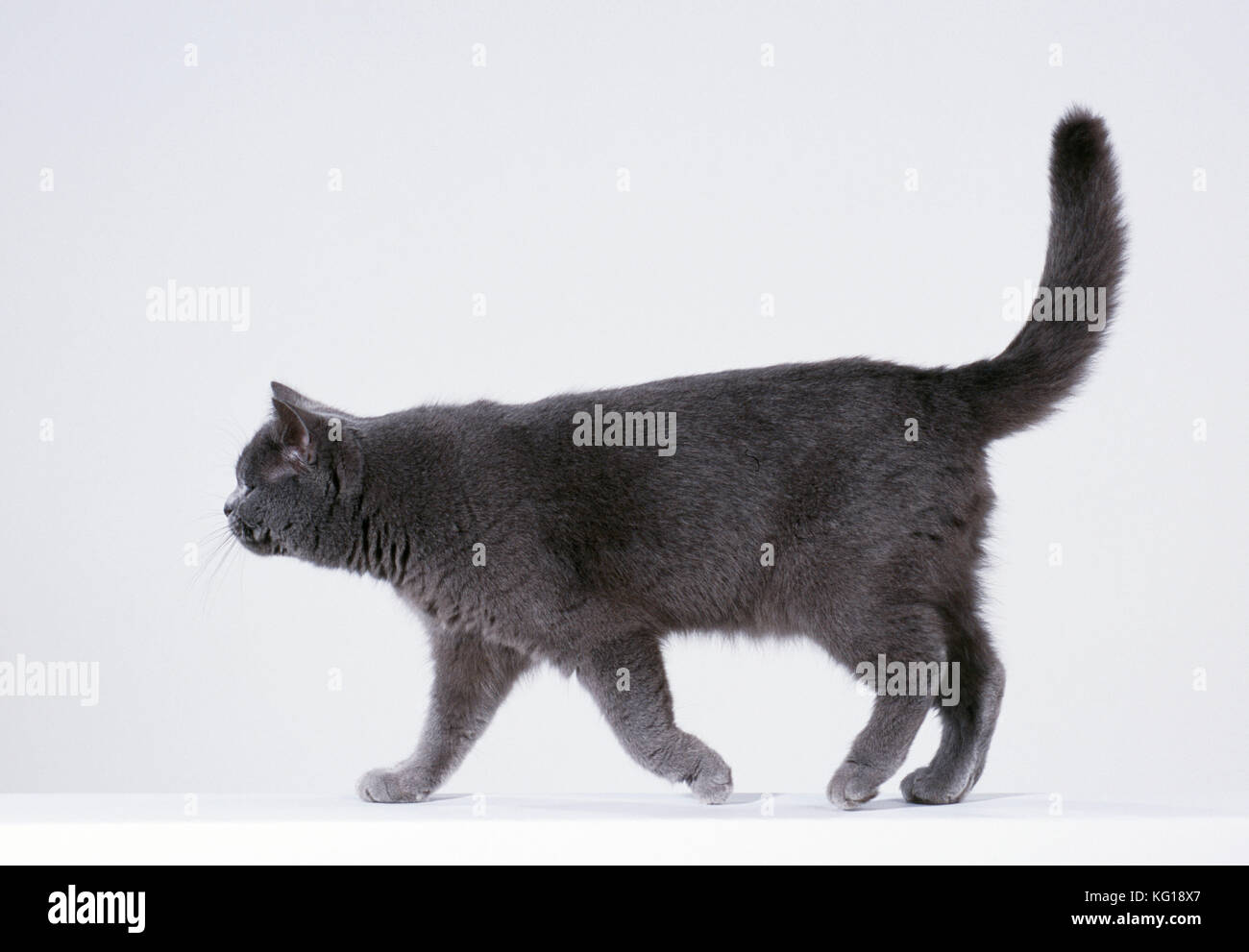 CAT - walking sequence. Sequence 2 of 3 Stock Photo - Alamy