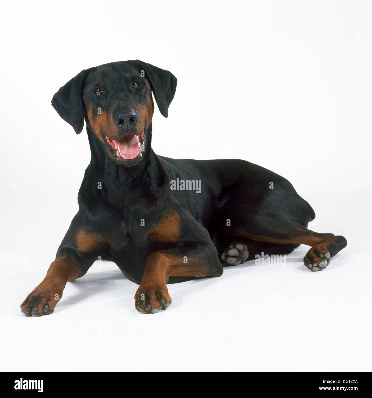 DOG - Dobermann lying down Stock Photo - Alamy