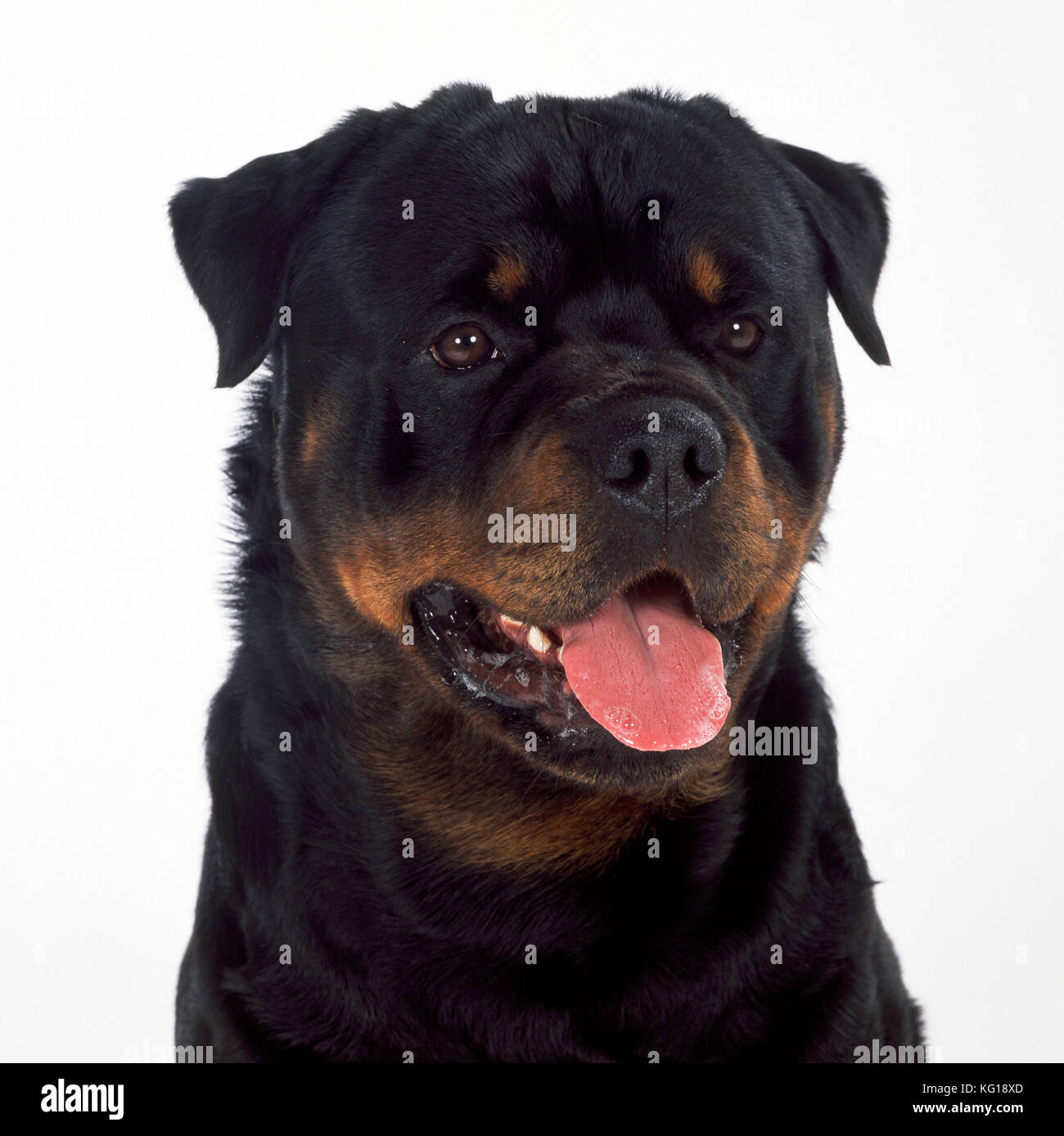 Rottweiler face hi-res stock photography and images - Alamy