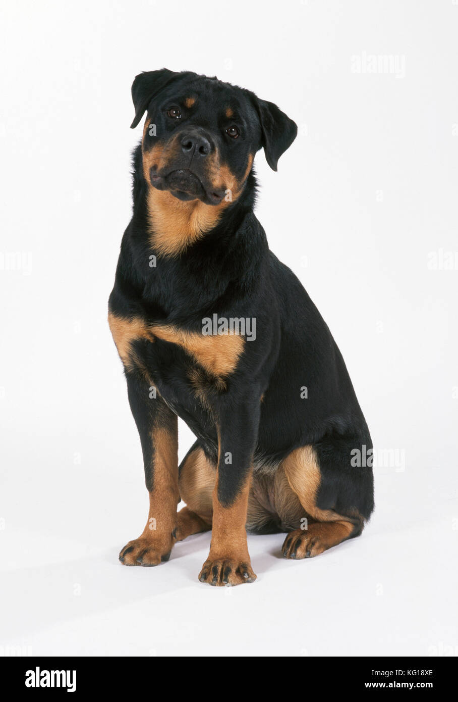 DOG - Rottweiler, sitting Stock Photo - Alamy