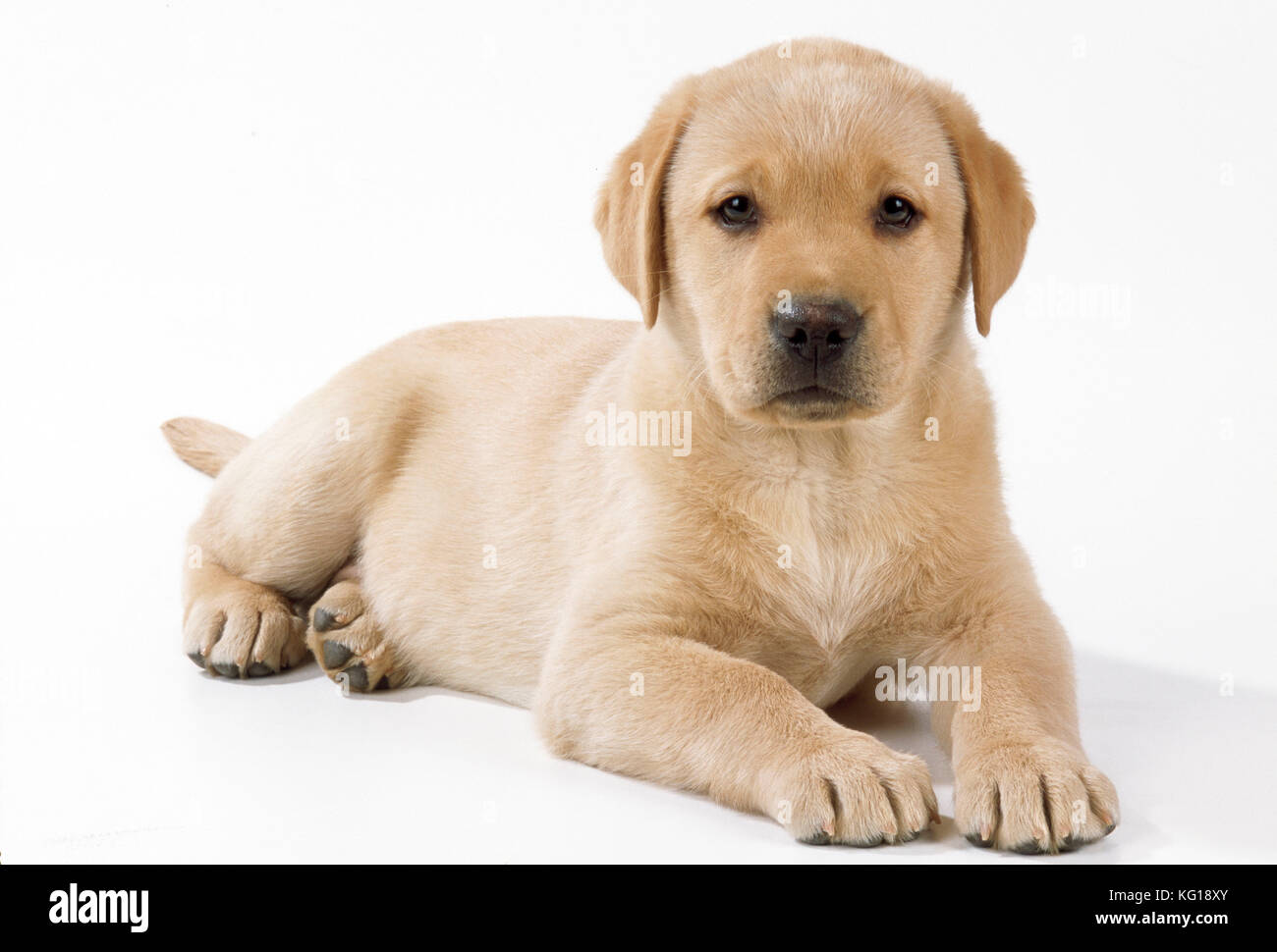 DOG - Yellow labrador puppy, 9 weeks Stock Photo - Alamy