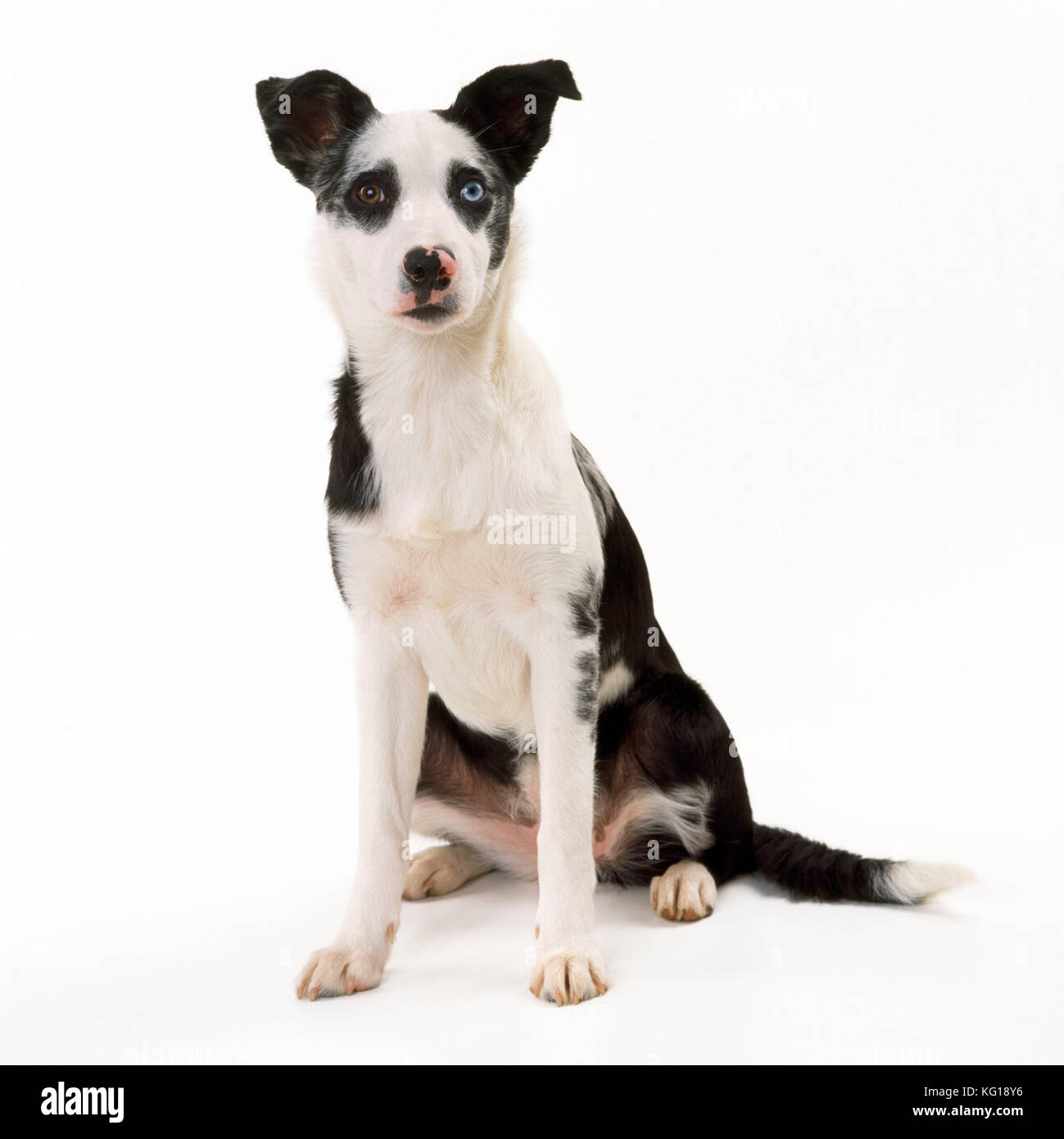 Border Collie Cross High Resolution Stock Photography and Images - Alamy