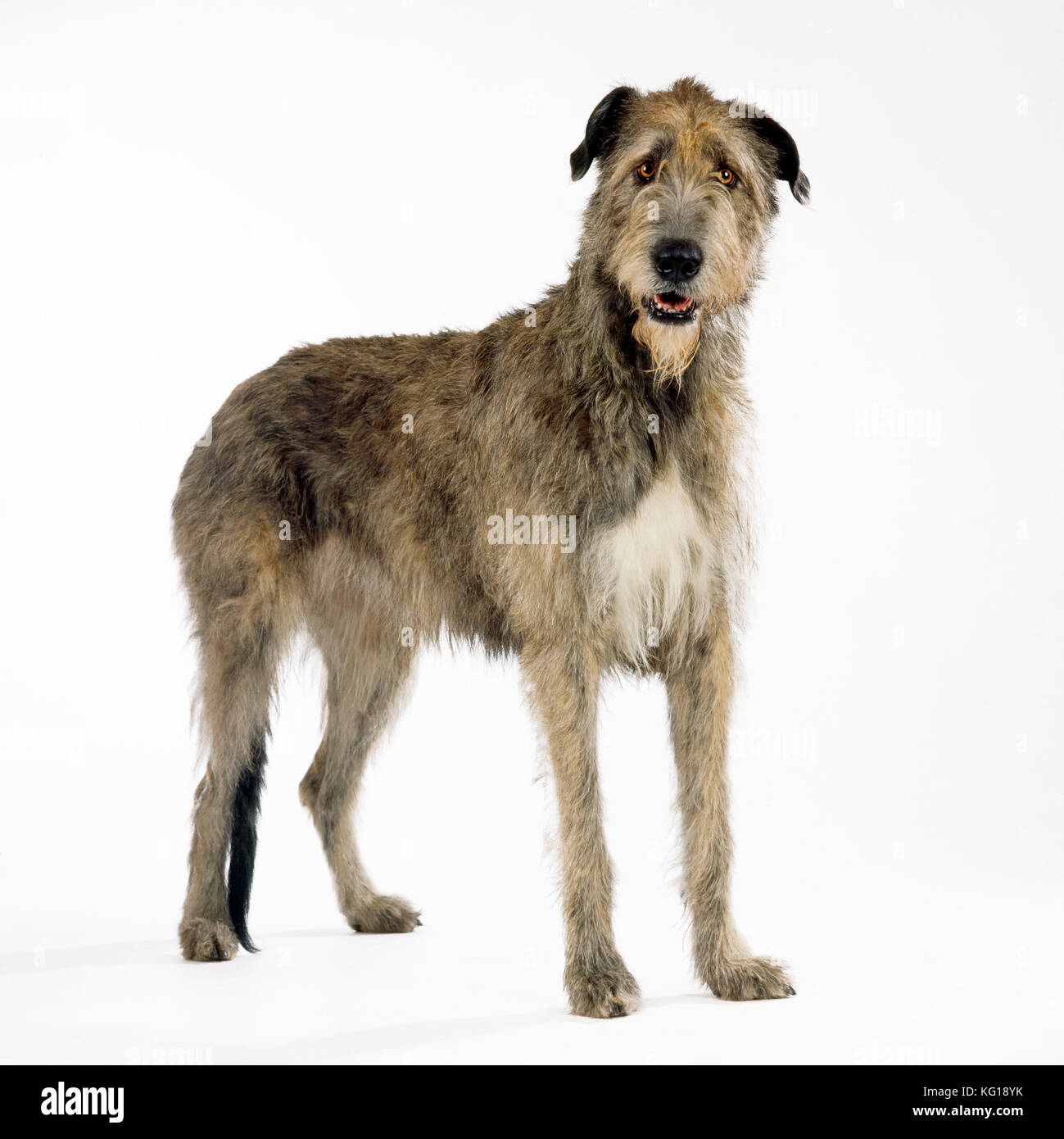 Wolfhound standing hi-res stock photography and images - Alamy