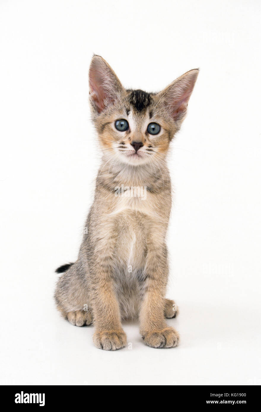 Grey Abyssinian Kitten