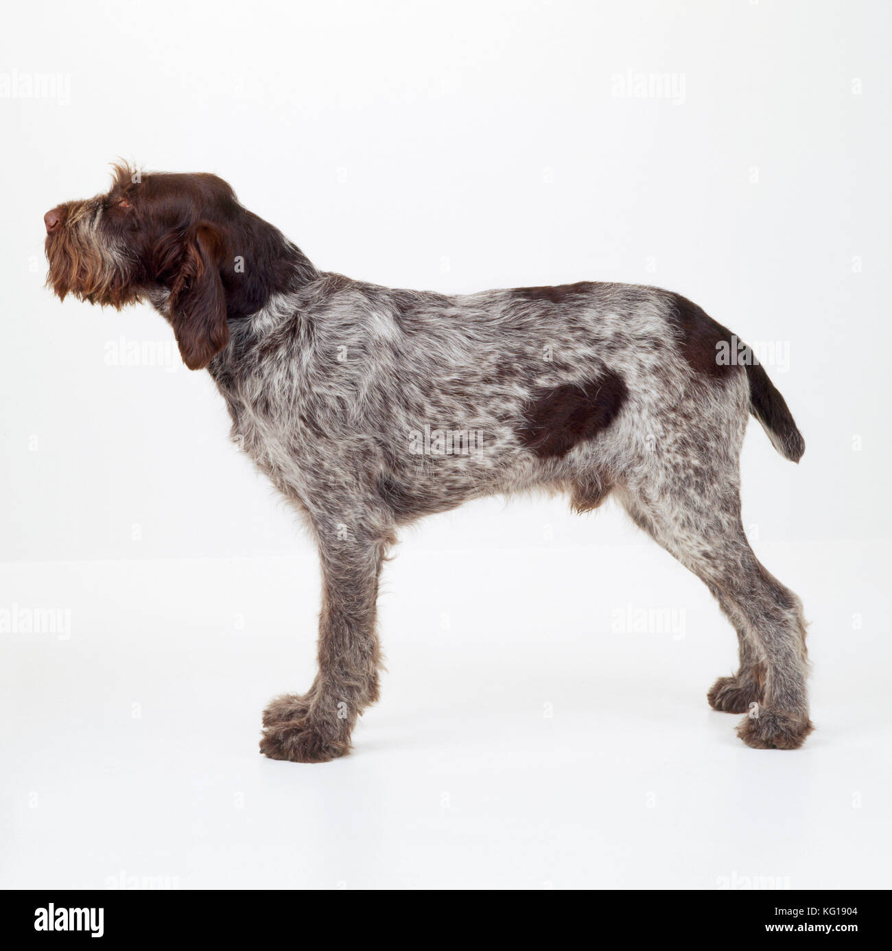 Dog - Spinone (Italian Stock Photo - Alamy
