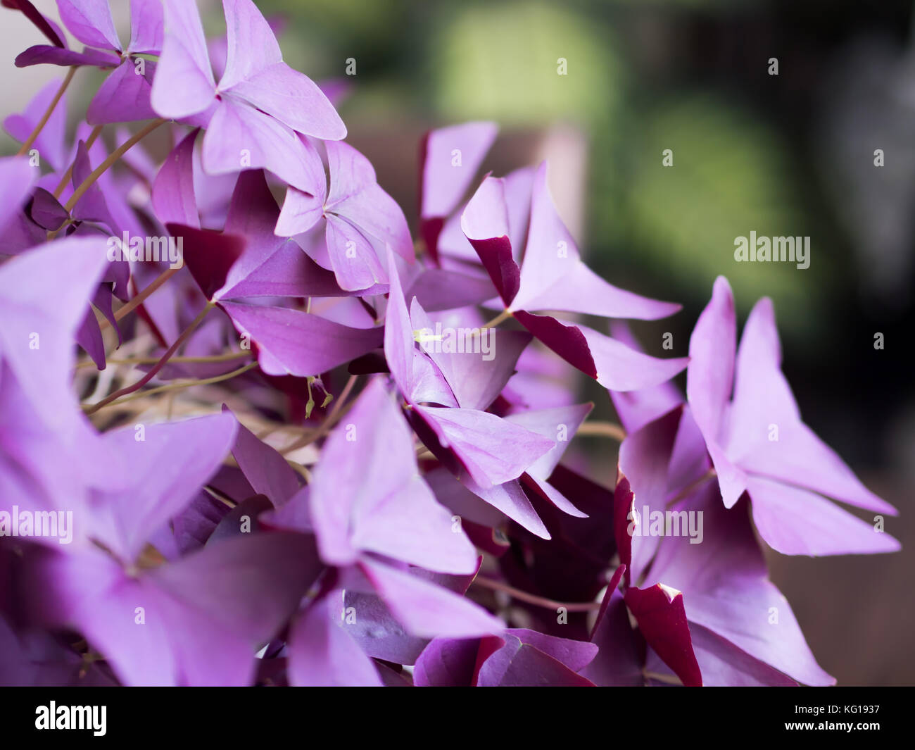 Oxalidaceae hi-res stock photography and images - Alamy