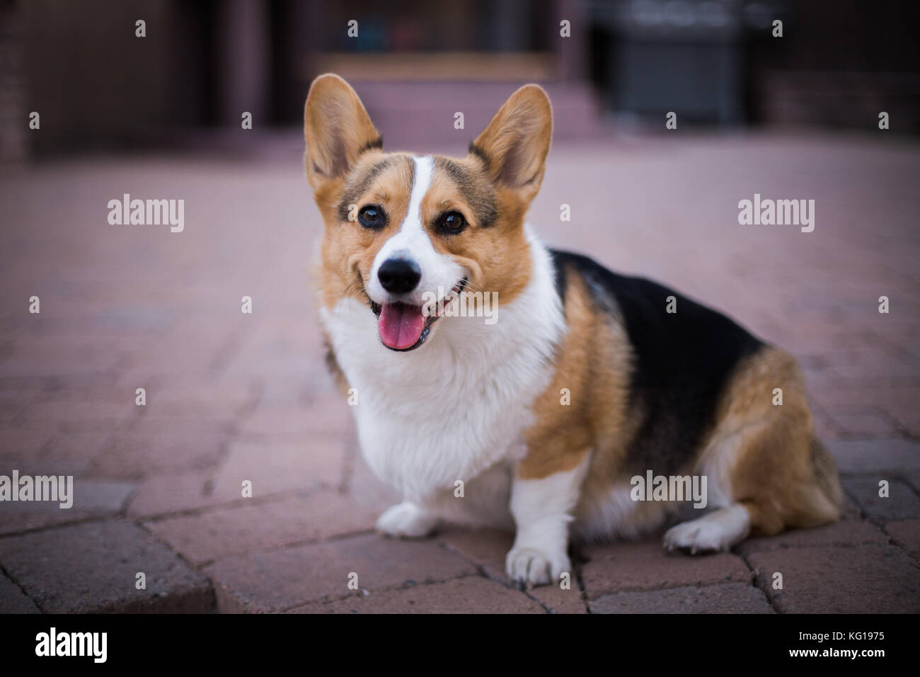 Pembroke Welsh Corgi Dog High Resolution Stock Photography and Images ...