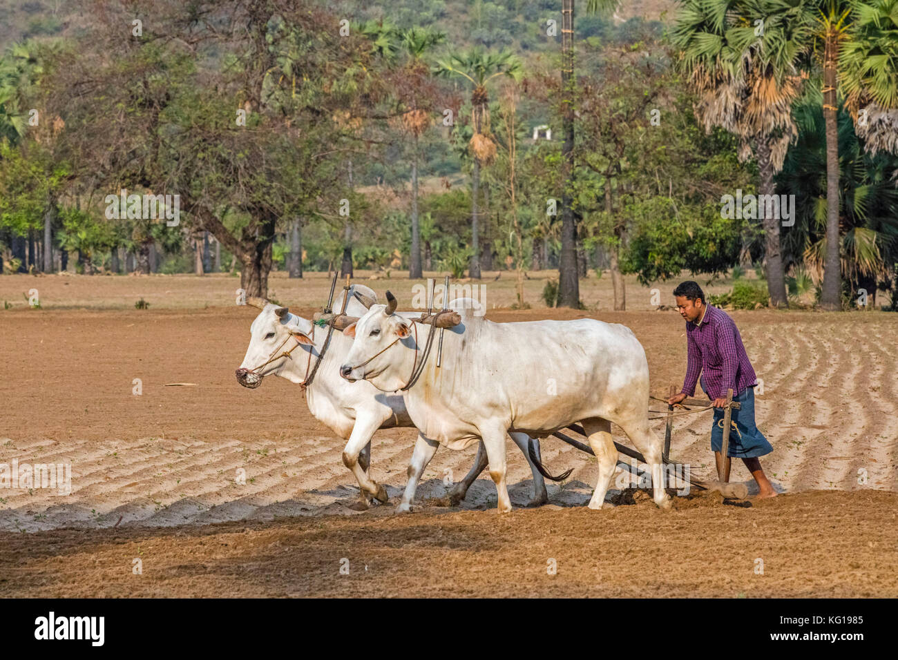 Ox Drawn Plough High Resolution Stock Photography and Images - Alamy