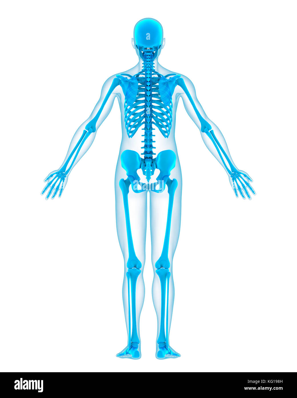 Man posterior view Cut Out Stock Images & Pictures - Alamy