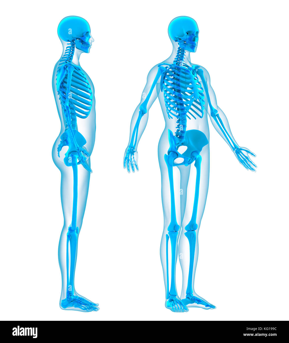 Human Body Lateral View Male Anatomy Lateral View Stock Photo Human Body Lateral View Male Anatomy Lateral View Stock Photo