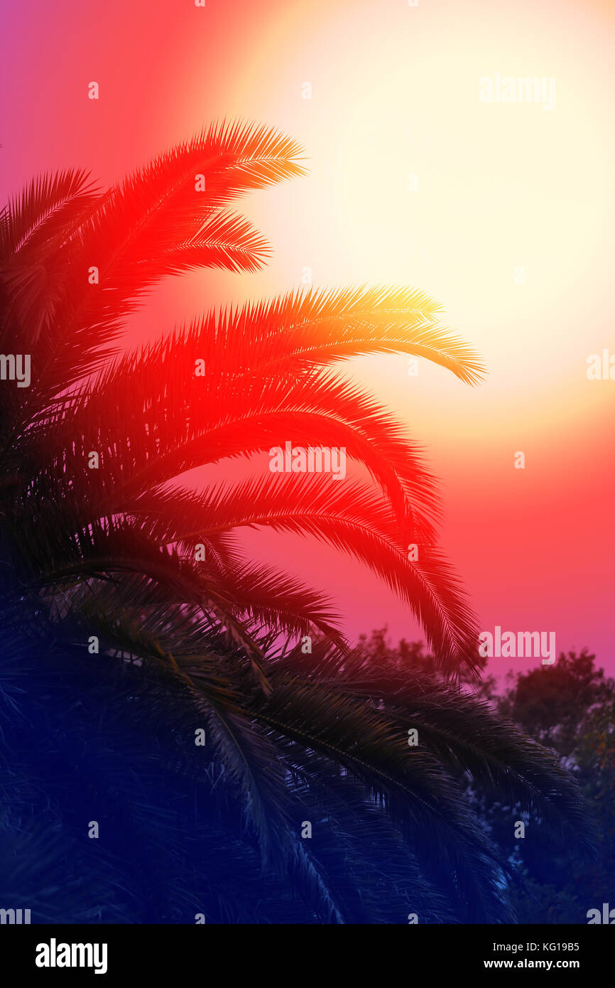 Retro beautiful multicolored palm trees at sunset Stock Photo - Alamy