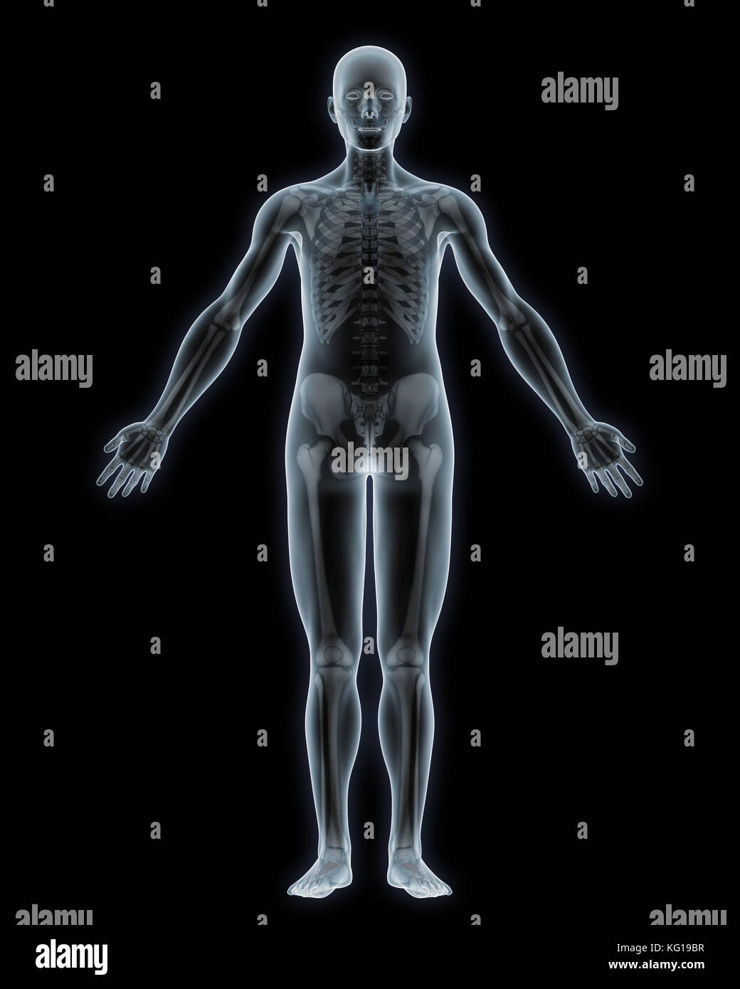 Male anatomy front and back view hi-res stock photography and images ...