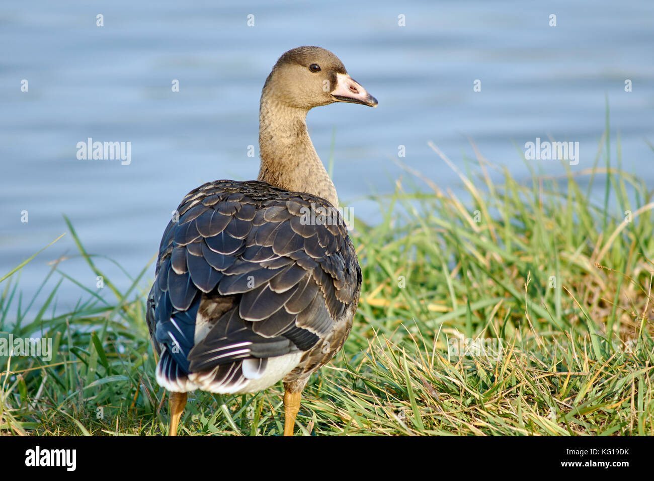 Wild goose on the lake in Poland Stock Photo - Alamy
